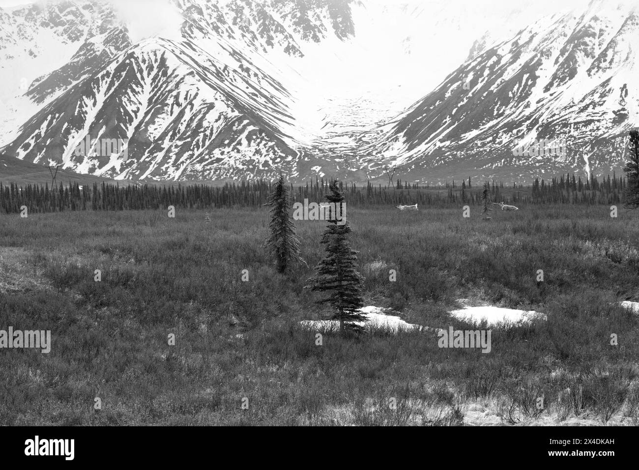 Elk grazing on the range in remote Alaskan landscape Stock Photo - Alamy