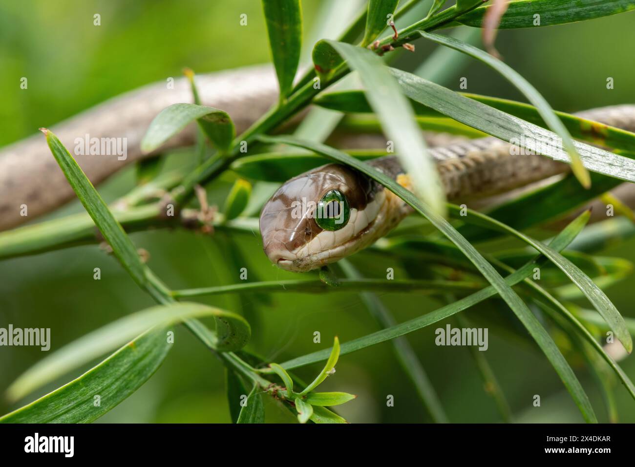 A beautiful juvenile boomslang (Dispholidus typus), also known as a ...