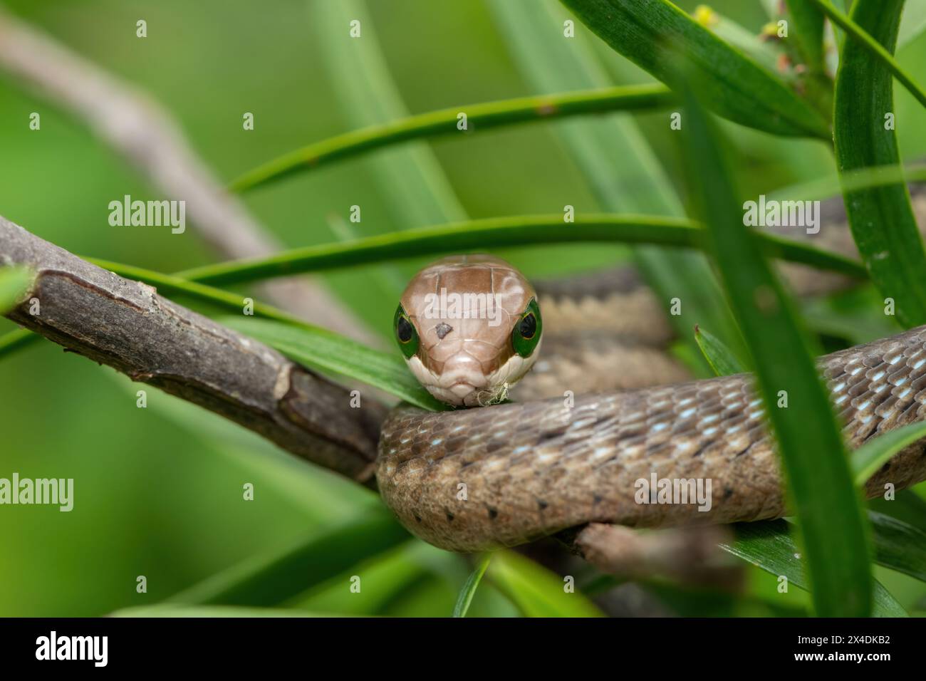 A beautiful juvenile boomslang (Dispholidus typus), also known as a ...