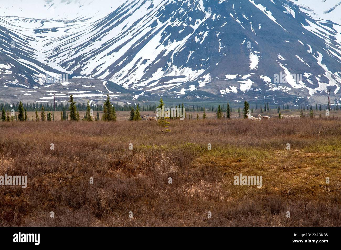 Elk grazing on the range in remote Alaskan landscape Stock Photo - Alamy