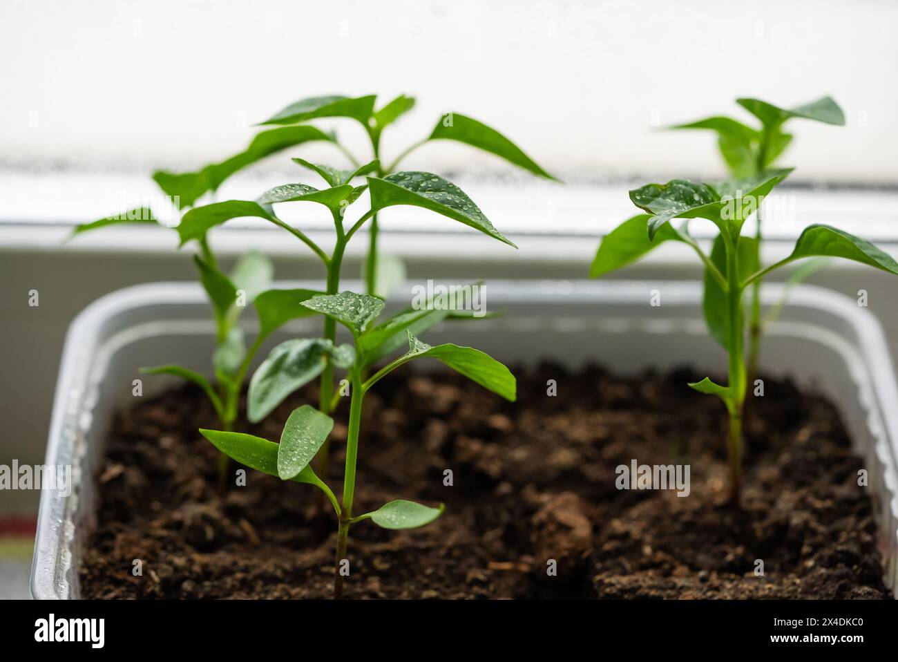 Young pepper plants with fresh green leaves, growing in white container ...