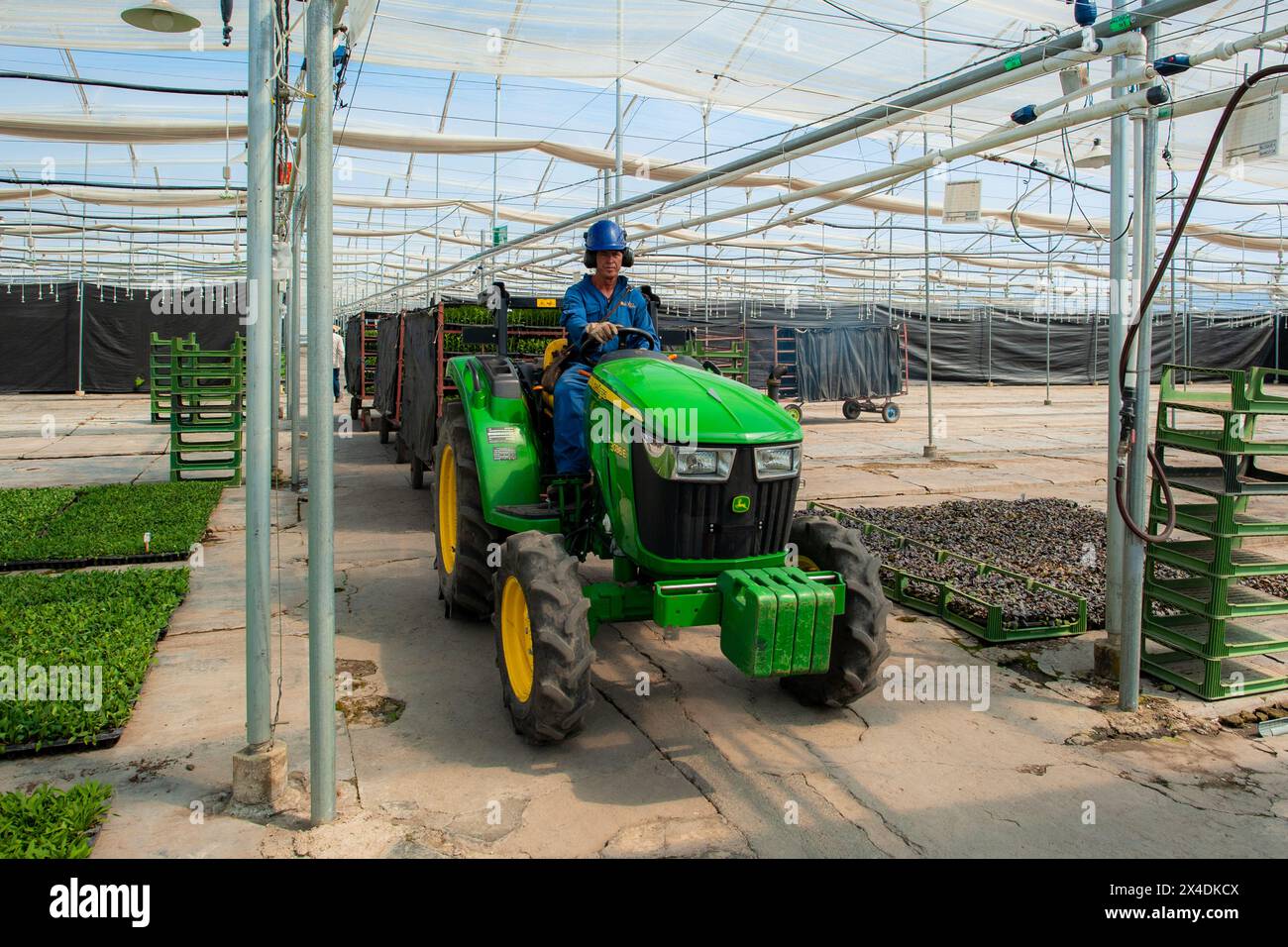 A Colombian farm worker drives a tractor pulling trailers filled with ...