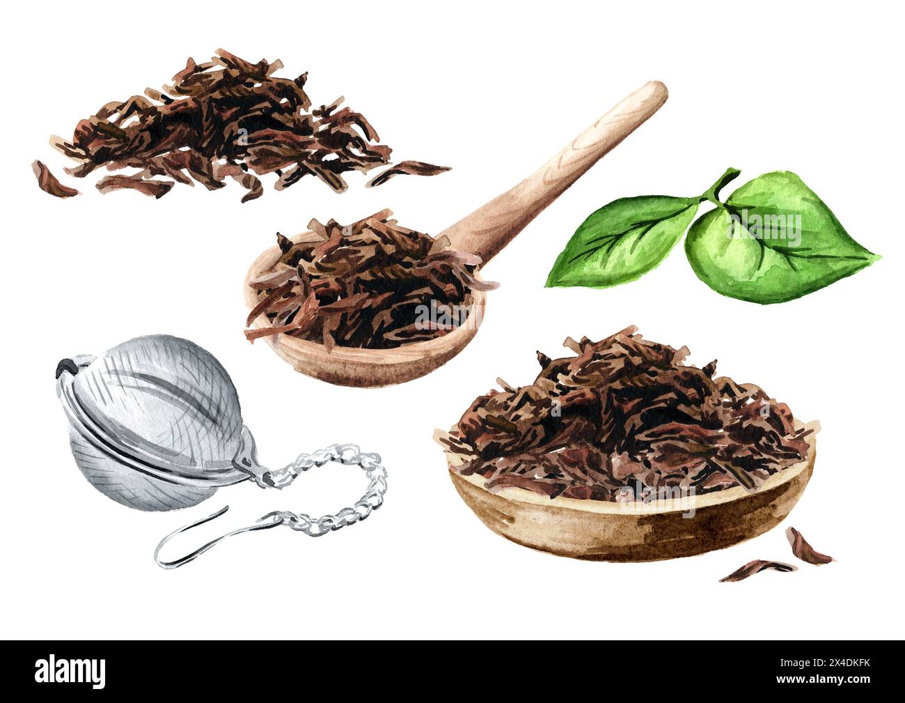 Black tea brewing set. Hand drawn watercolor illustration, isolated on ...