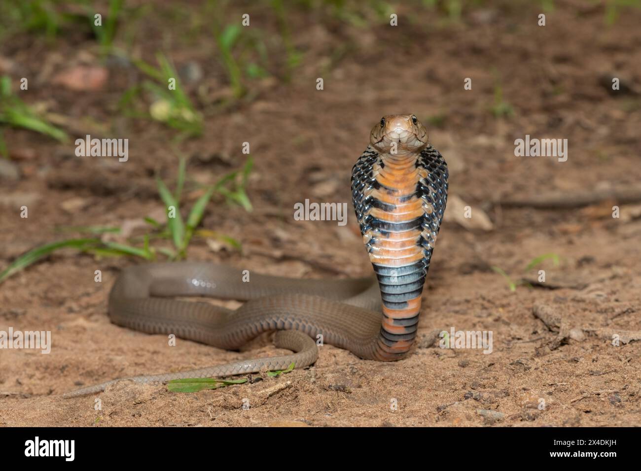 Closeup of a wild Mozambique Spitting Cobra (Naja mossambica ...