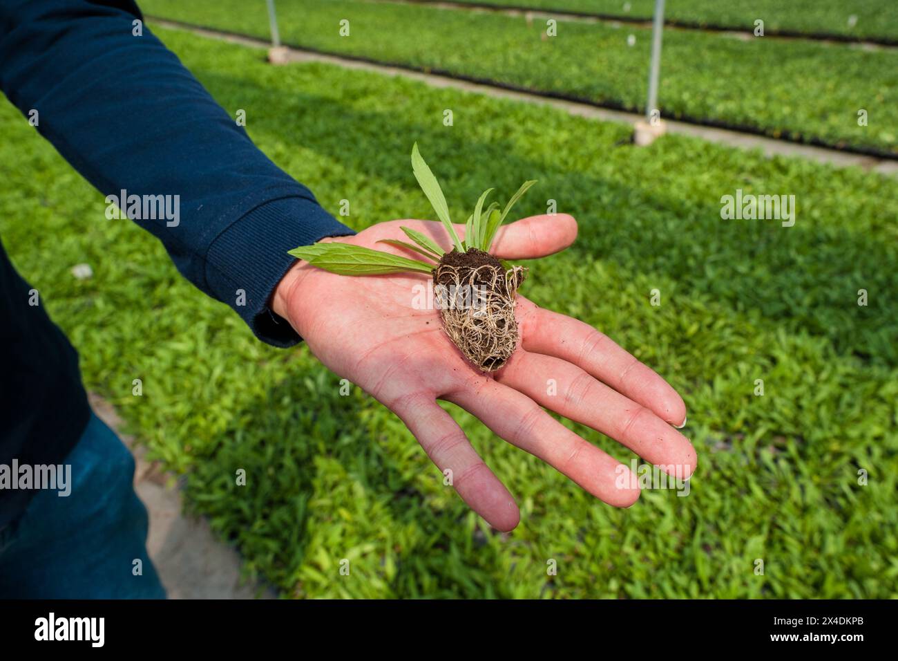 A Colombian farm worker displays a chrysanthemum cutting with a root ...