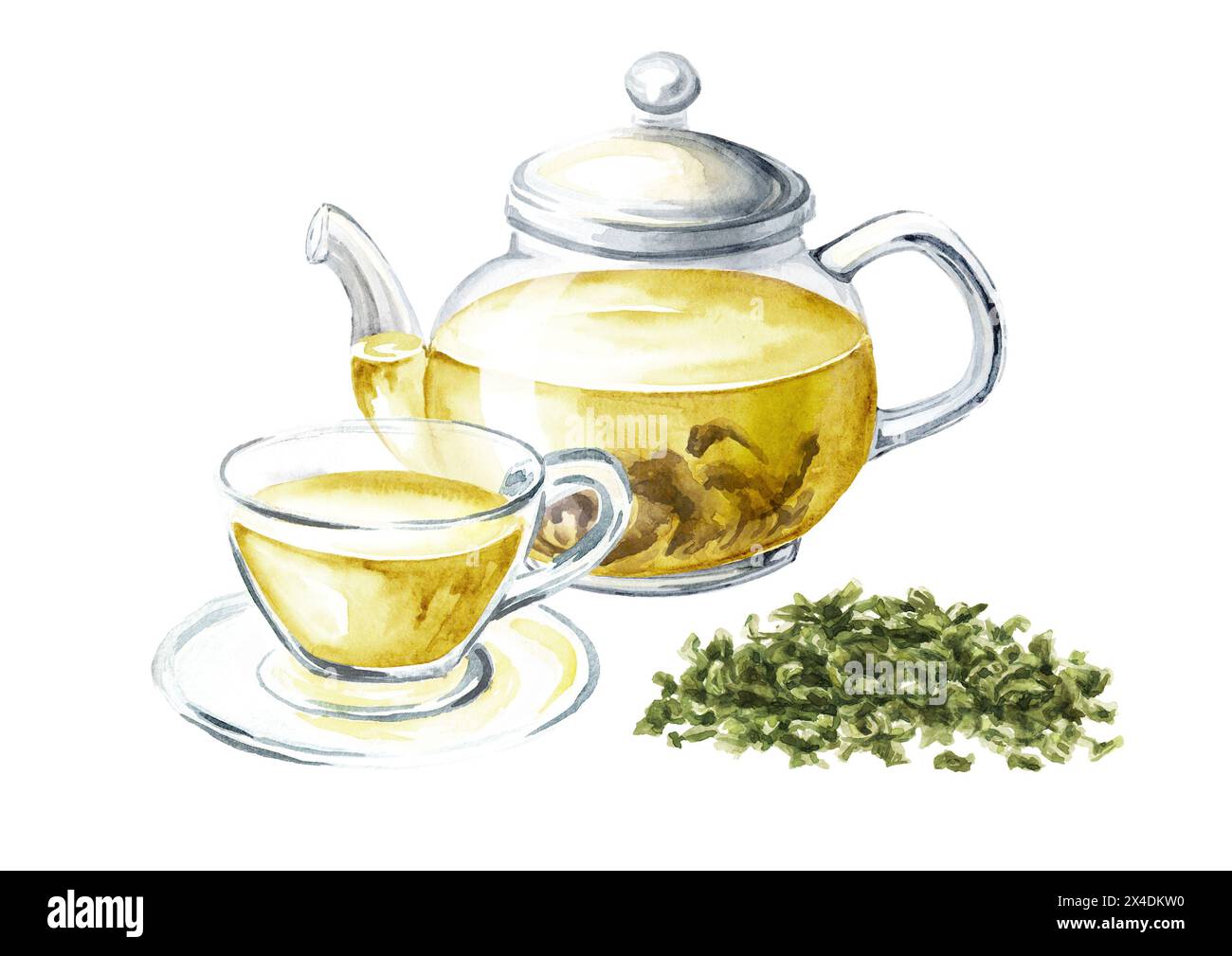 Glass transparent teapot with green tea. Hand drawn watercolor ...