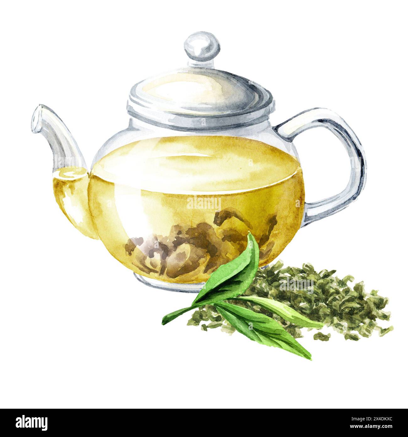 Glass transparent teapot with green tea. Hand drawn watercolor ...