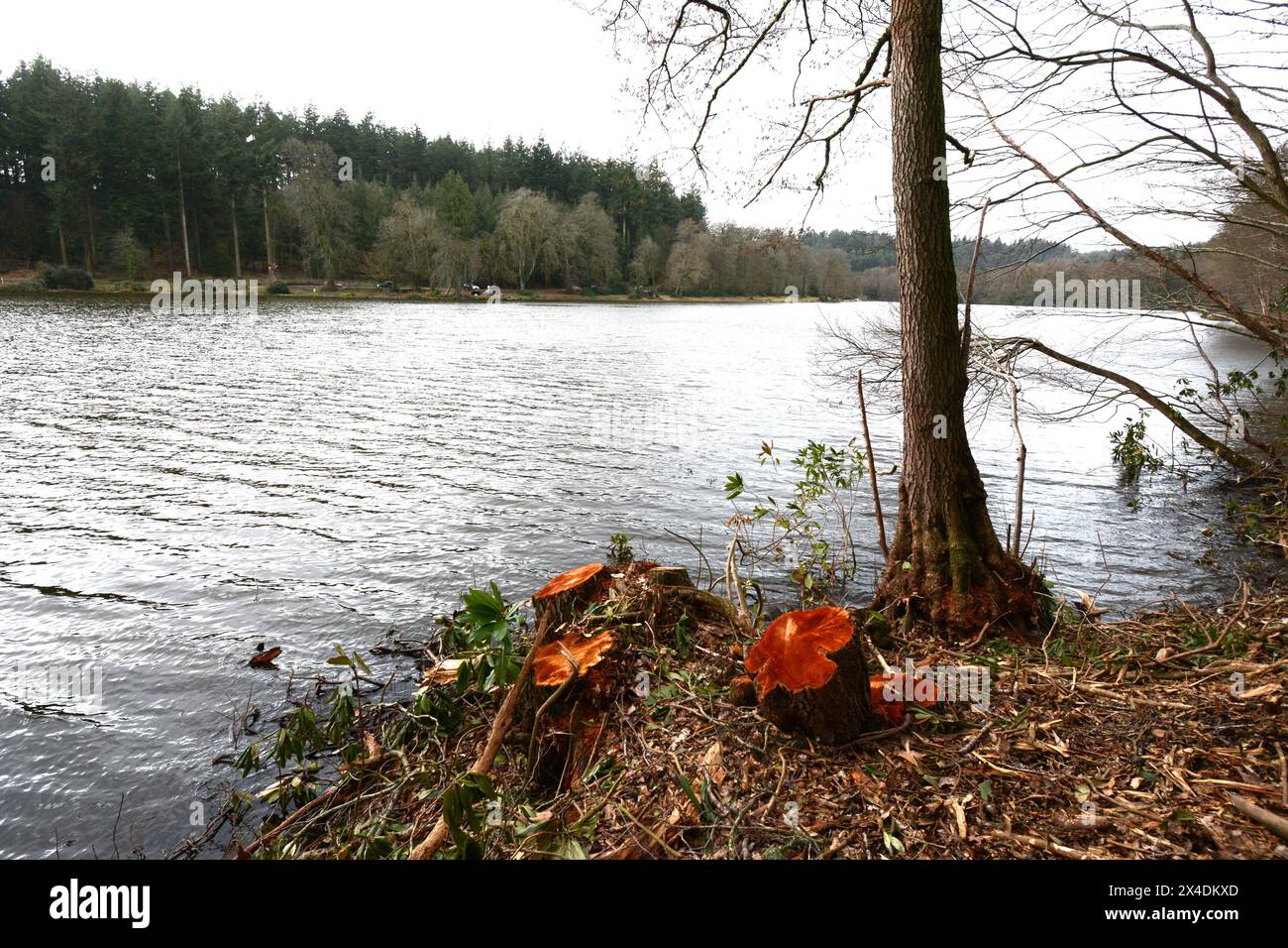 Shear water landscape Longleat reservoir wood woods place England ...