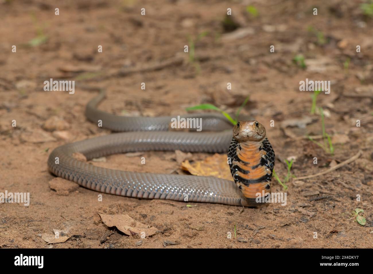 Closeup of a wild Mozambique Spitting Cobra (Naja mossambica ...