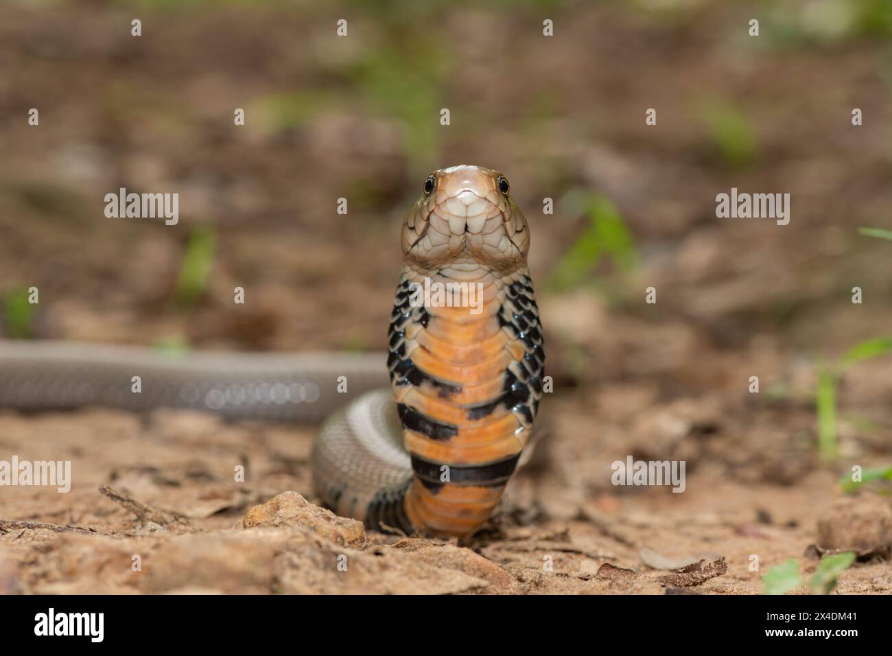 Closeup of a wild Mozambique Spitting Cobra (Naja mossambica ...