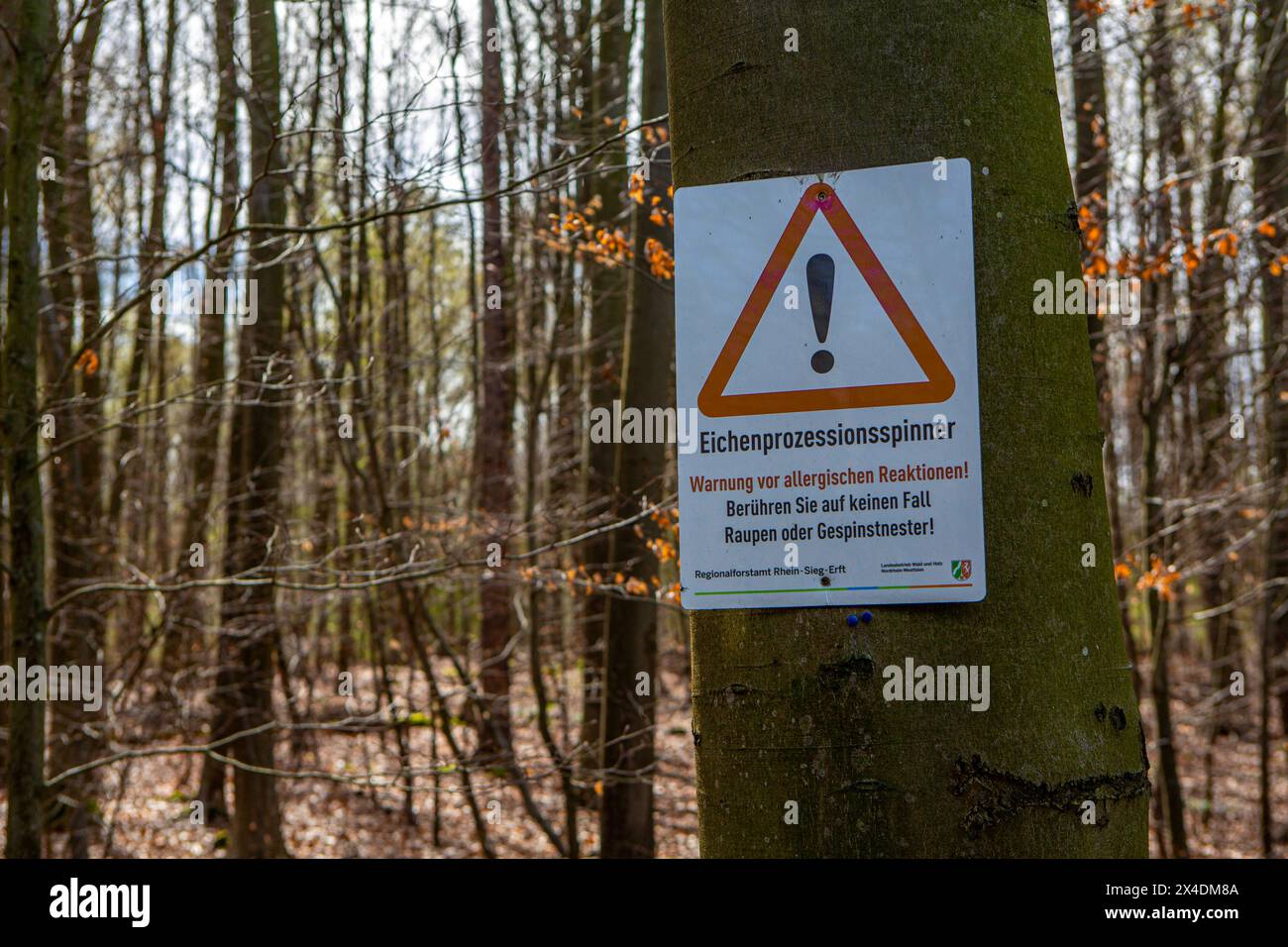 Eichen prozessionsspinner hi-res stock photography and images - Alamy
