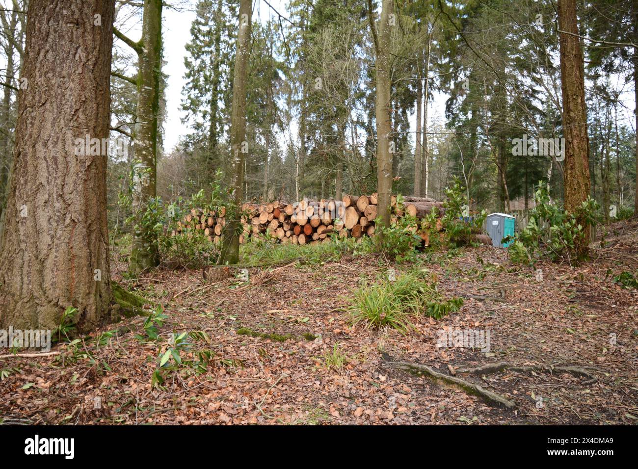 Shear water landscape Longleat reservoir wood woods place England ...