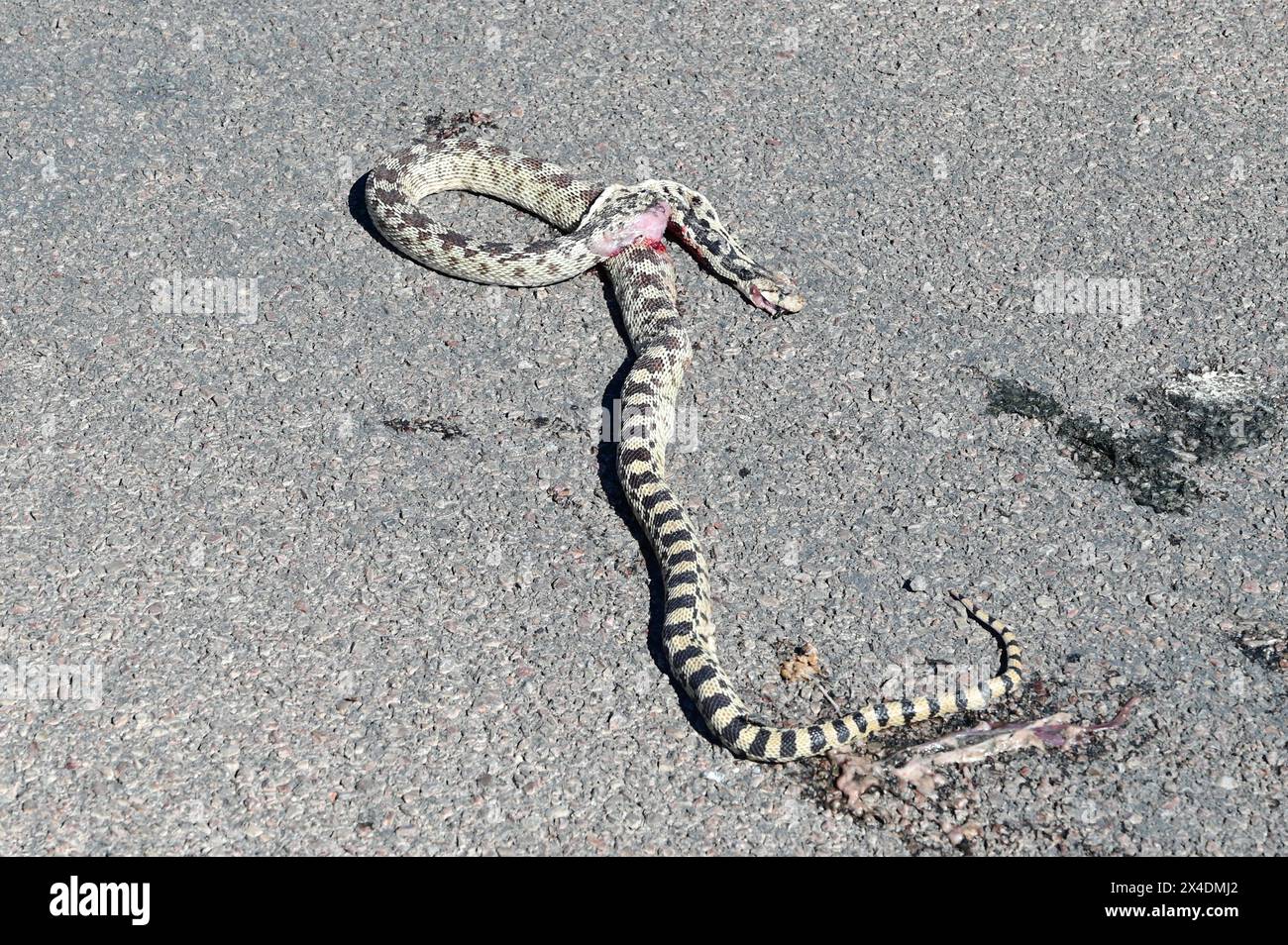 Snake's head crushed hi-res stock photography and images - Alamy