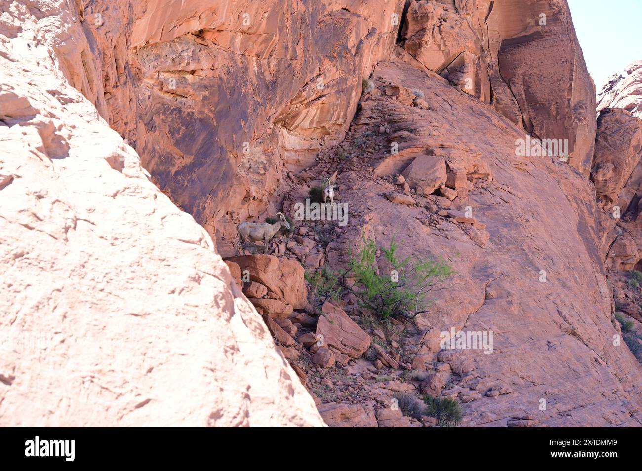 Mountain Goats climbing the rocky ledge at The Valley of Fire State ...