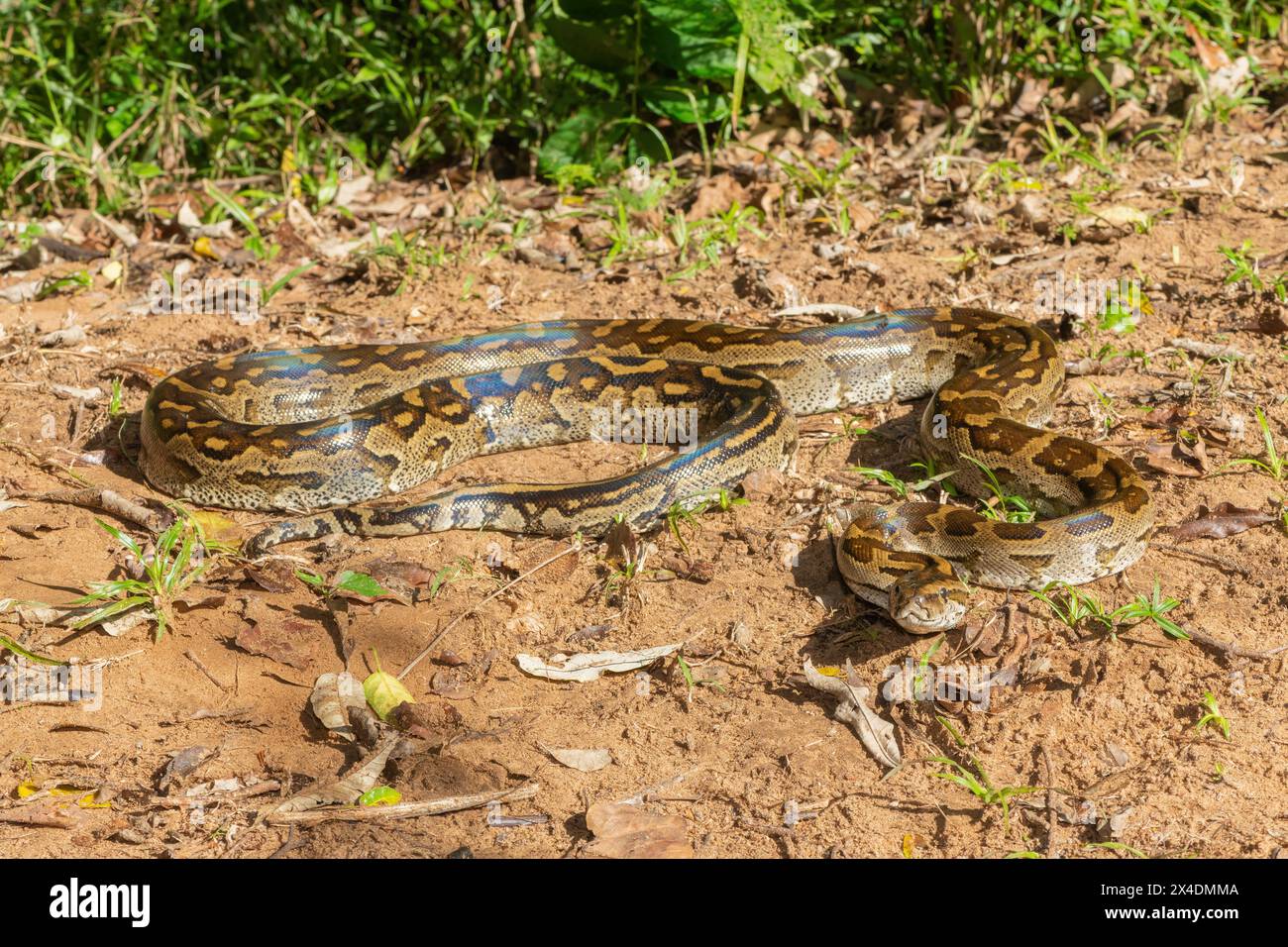 African rock python south africa hi-res stock photography and images ...