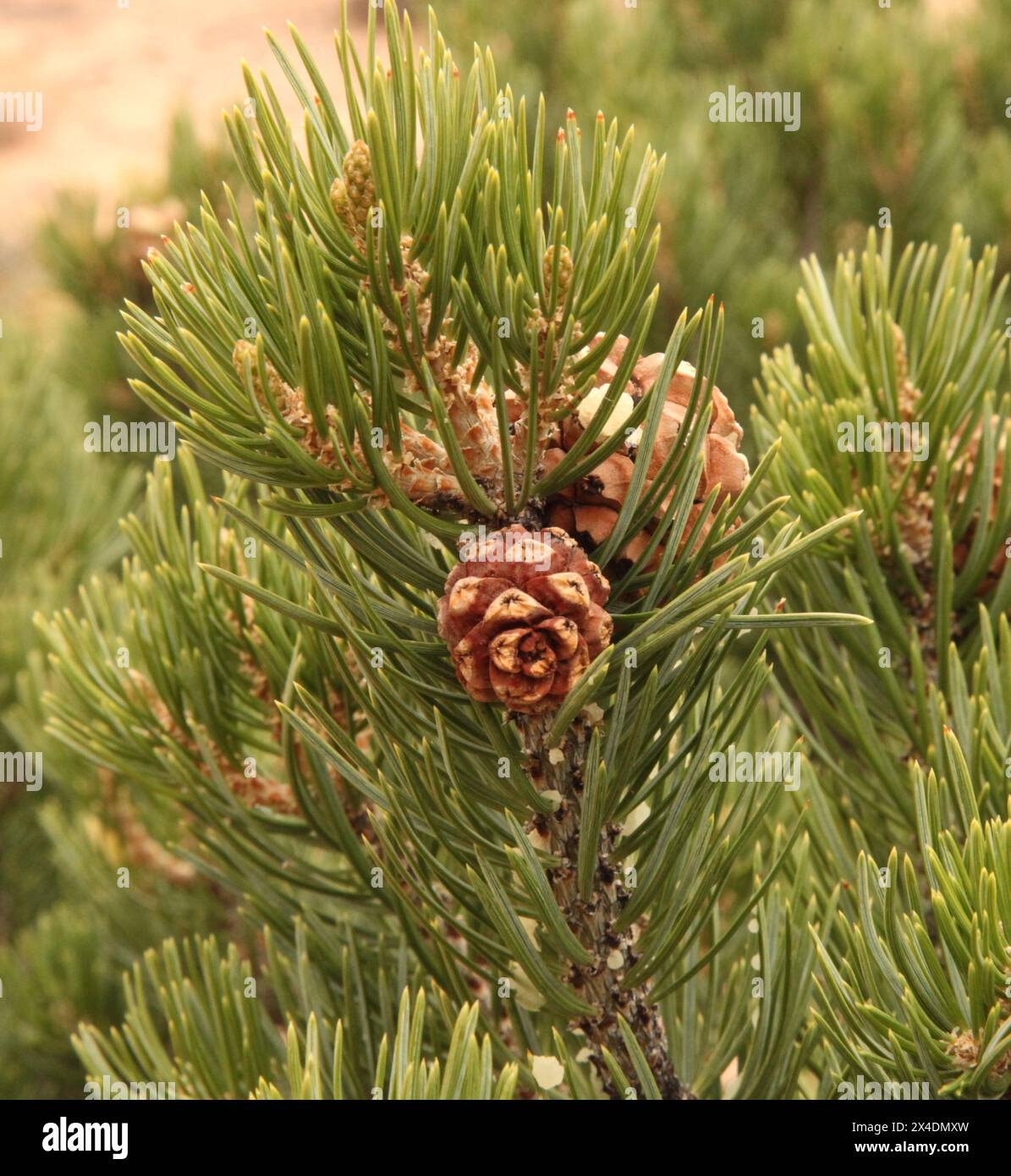 Two-Needle Pinyon (Pinus edulis) pine cone in Canyonlands National Park (Island In The Sky ...