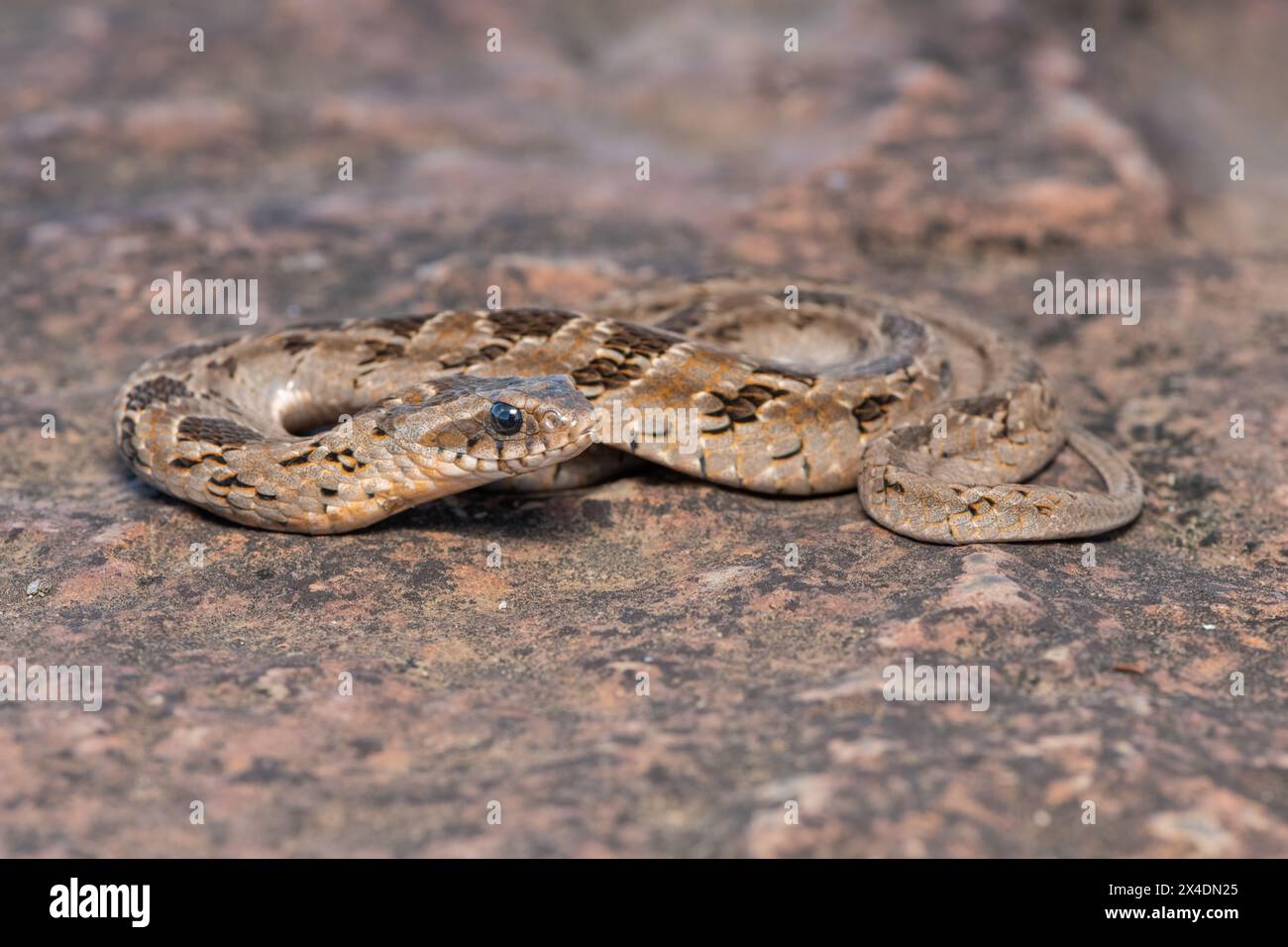 A venomous Rhombic night adder (Causus rhombeatus) in the wild Stock ...