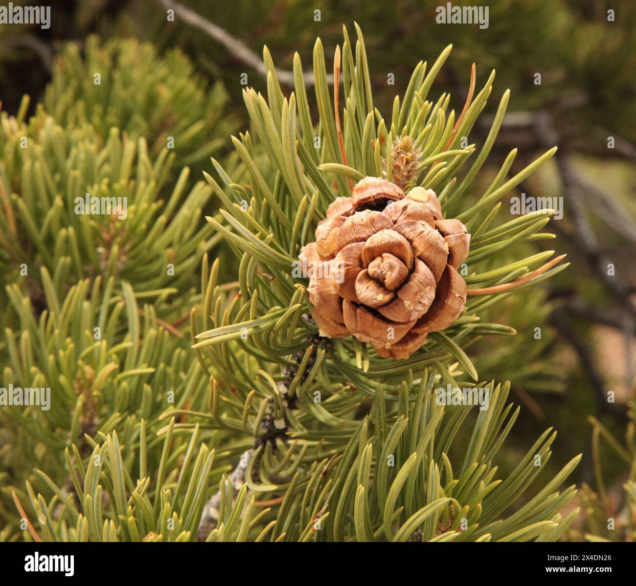 Close-up closed Two-Needle Pinyon (Pinus edulis) pine cone, Utah Stock ...