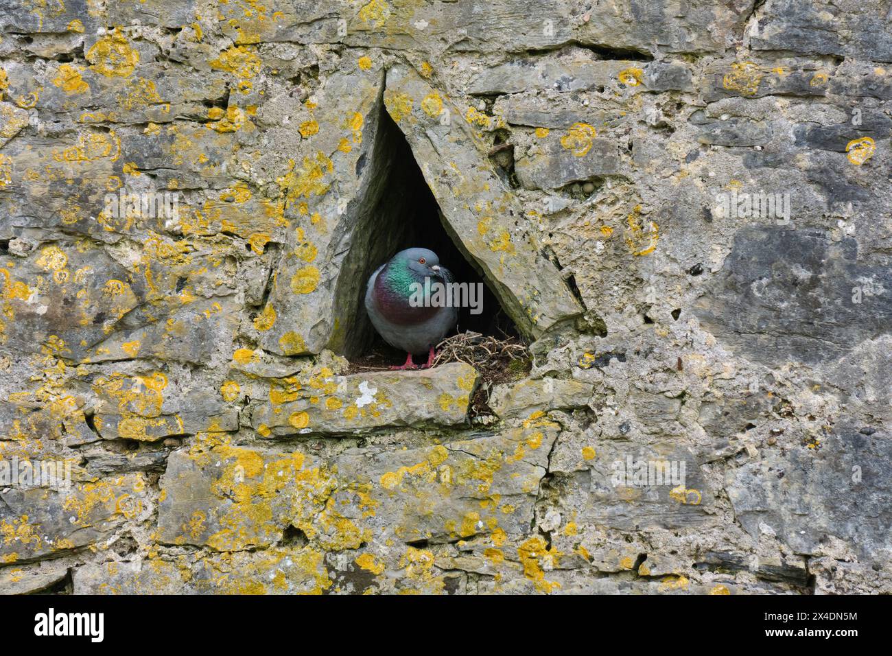 Wood pigeon nesting in Manorbier Castle, Manorbier, Pembrokeshire ...