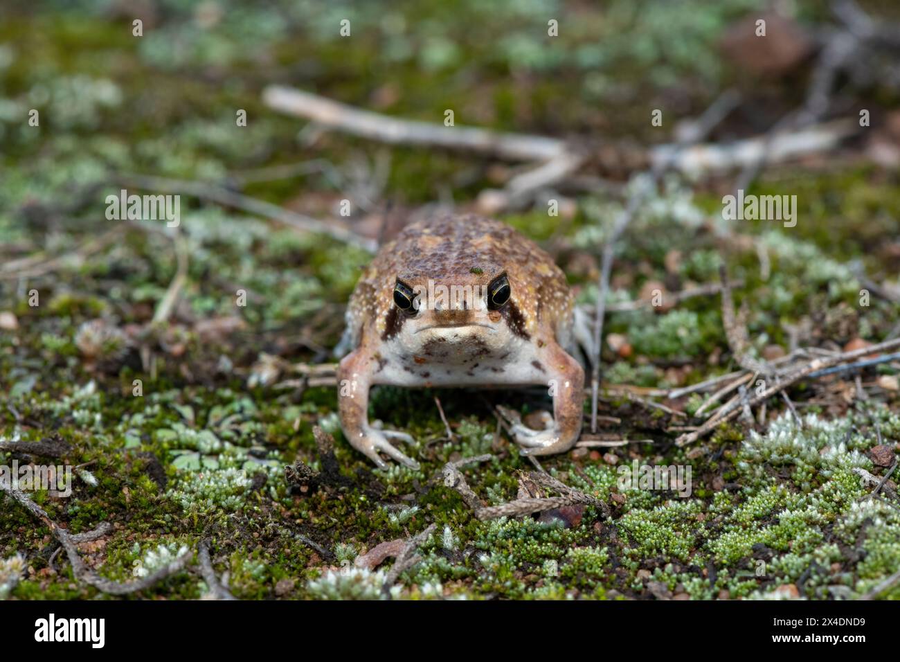 Frontal shot of a cute Bushveld rain frog, also known as the common ...