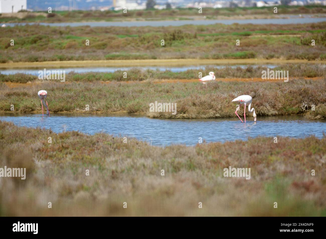 Flamingo birds during migration at the mouth of the river Stock Photo ...