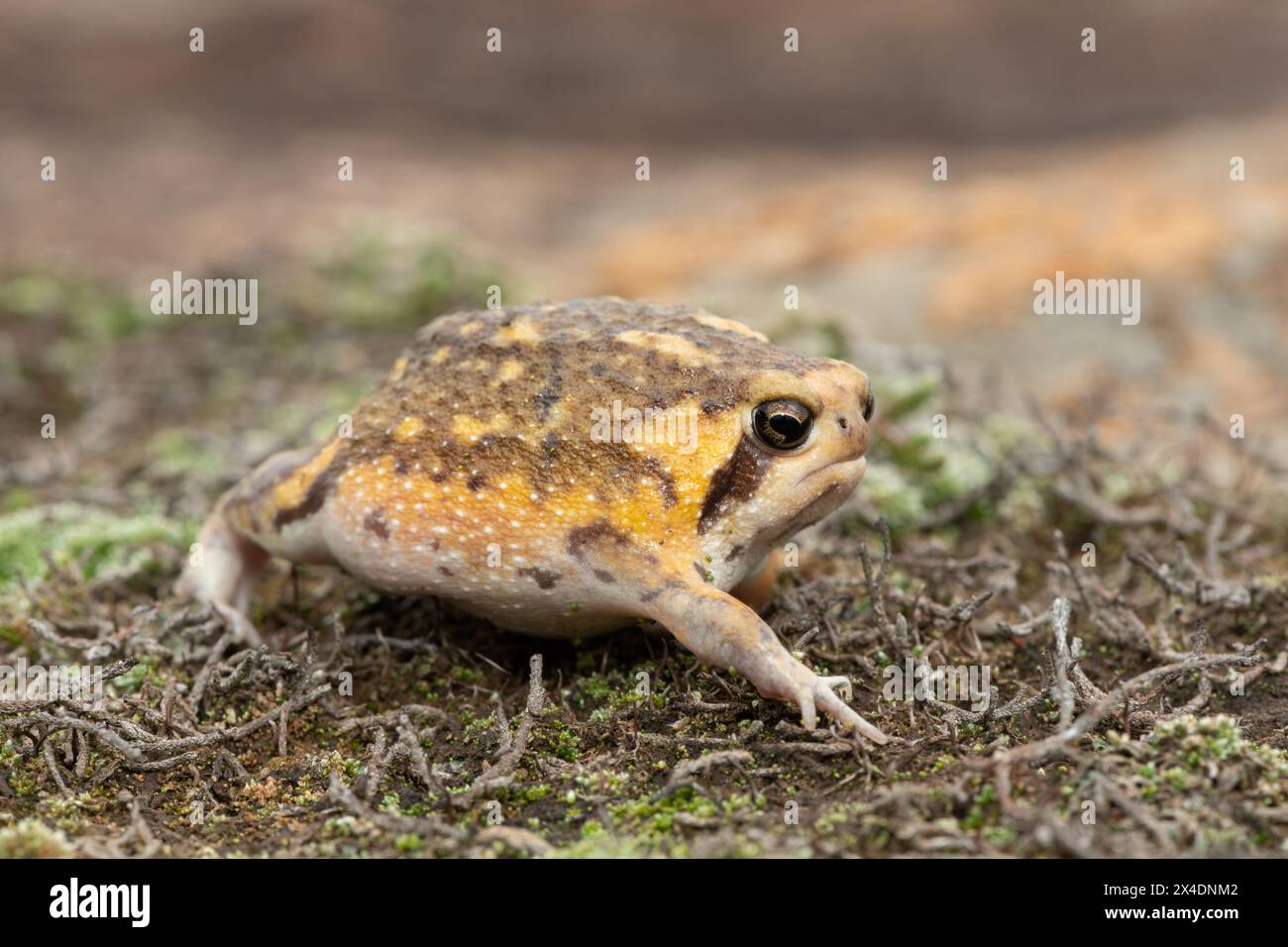 A Bushveld rain frog, also known as the common rain frog (Breviceps ...