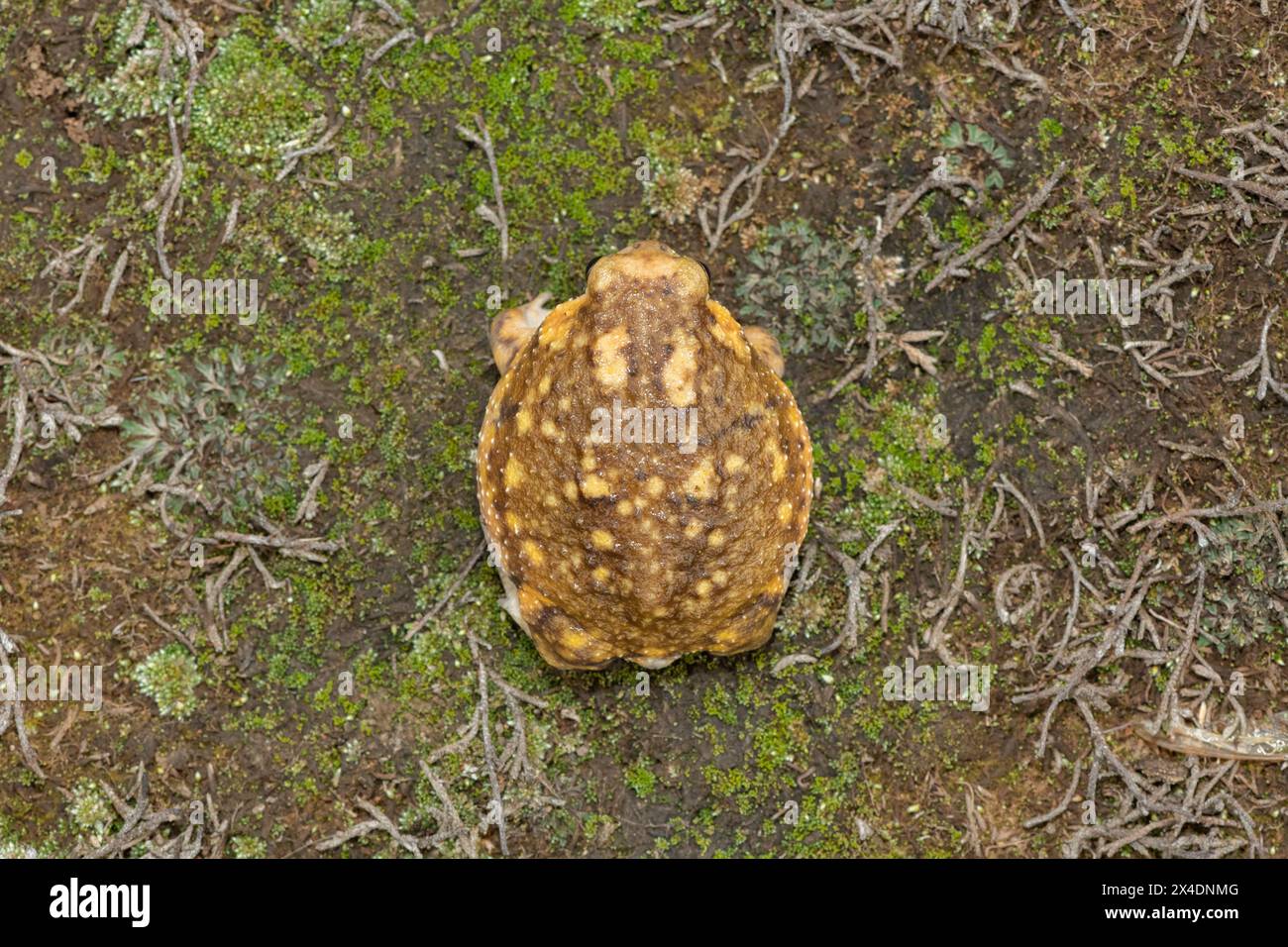 Above shot of a Bushveld rain frog, also known as the common rain frog ...