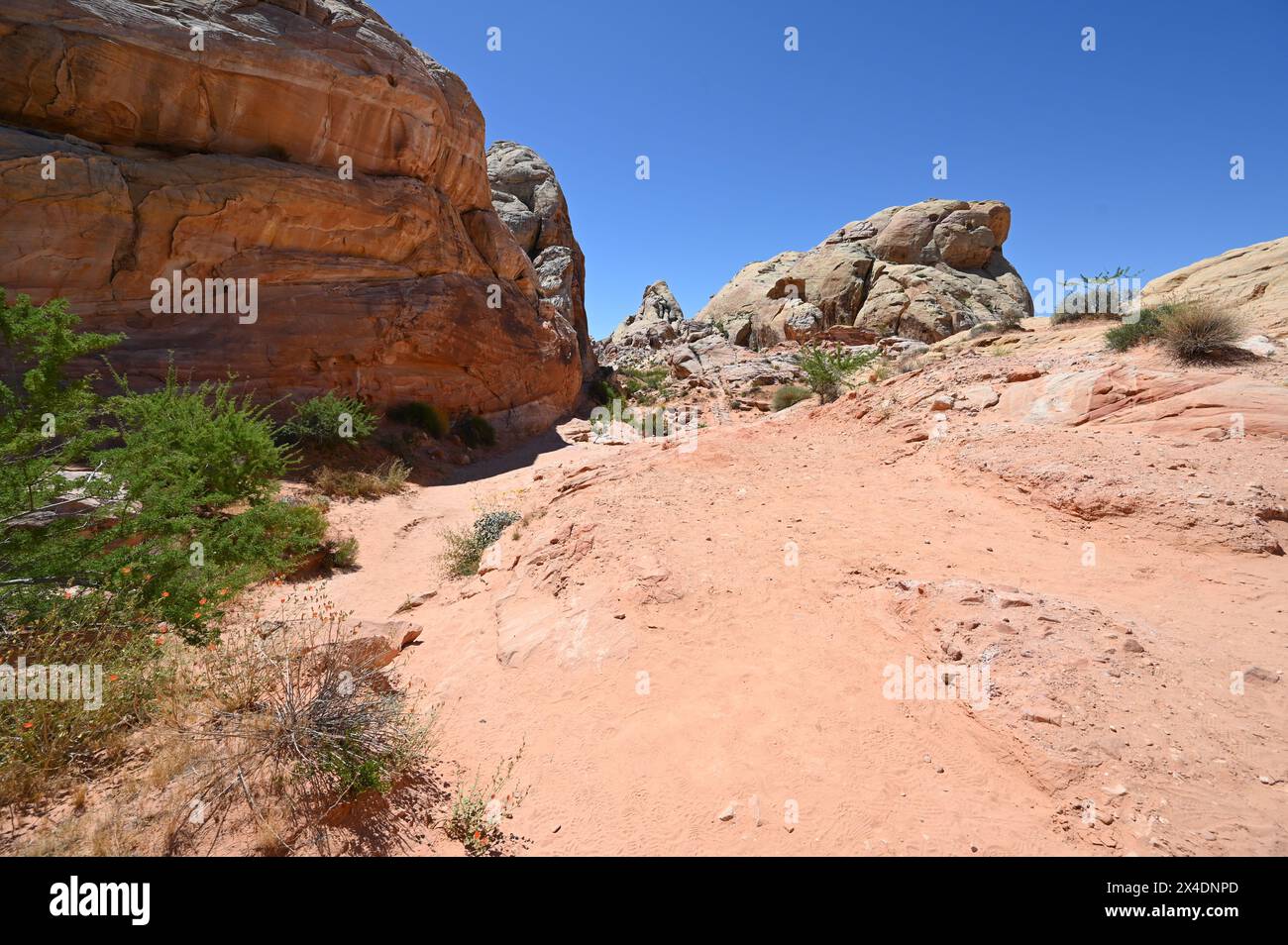 White Domes Trail in Nevada USA on a hot April day in 2024 Stock Photo ...