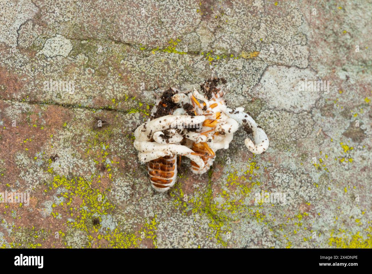 Cordyceps fungus (Family Cordycipitaceae, Cordyceps sp.) infecting a ...