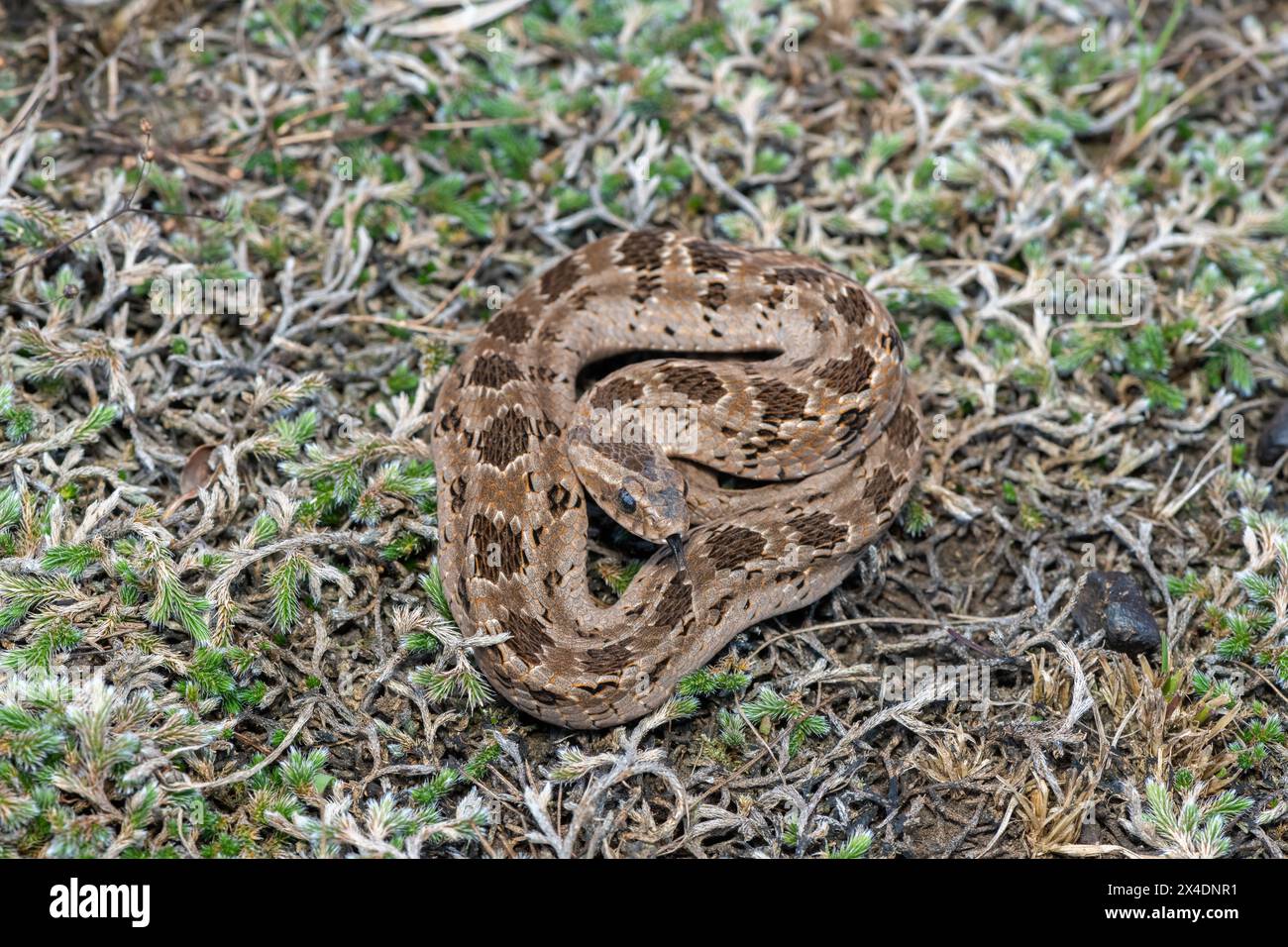 A venomous Rhombic night adder (Causus rhombeatus) in the wild Stock ...