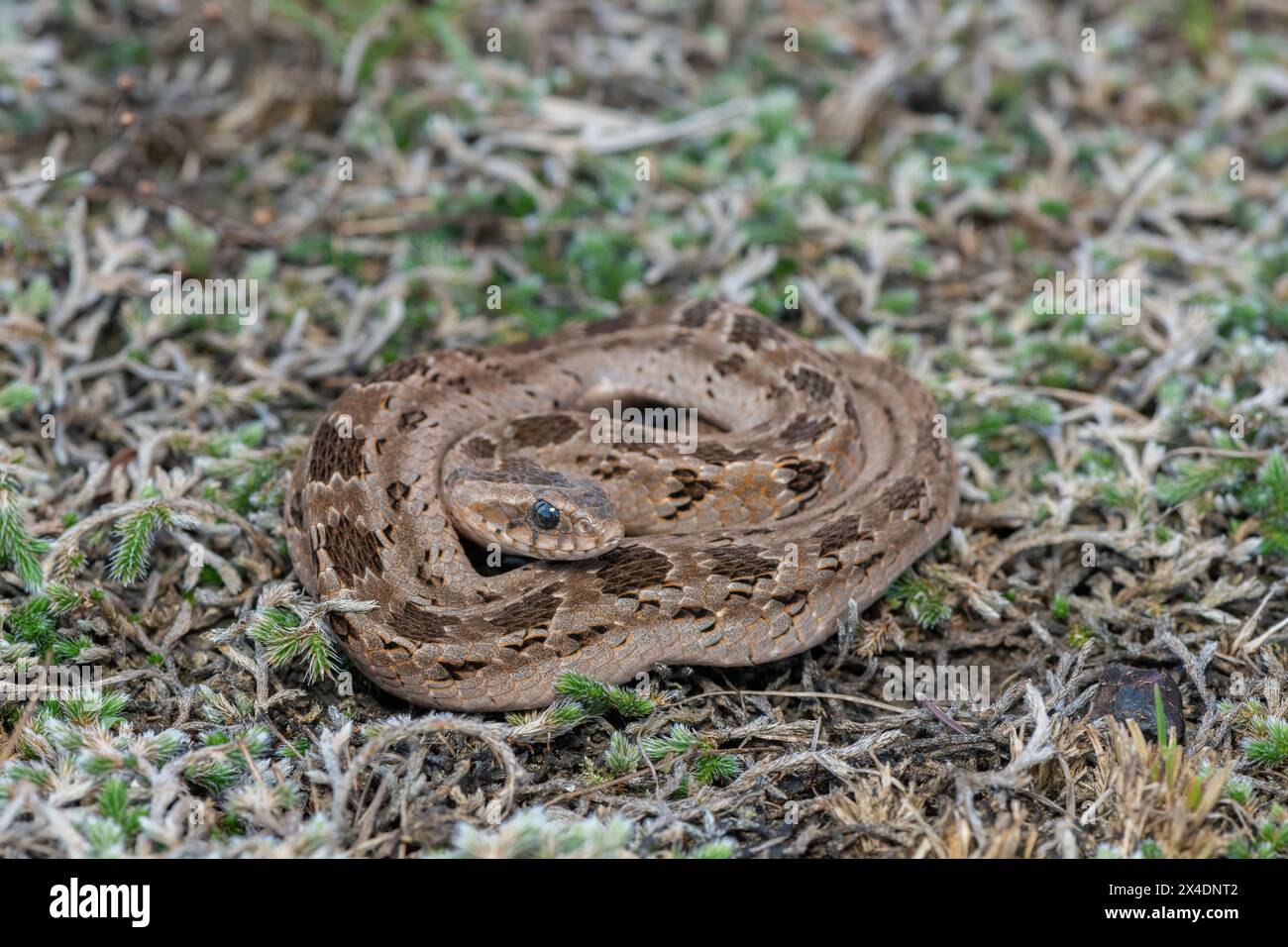 Common night adder hi-res stock photography and images - Alamy