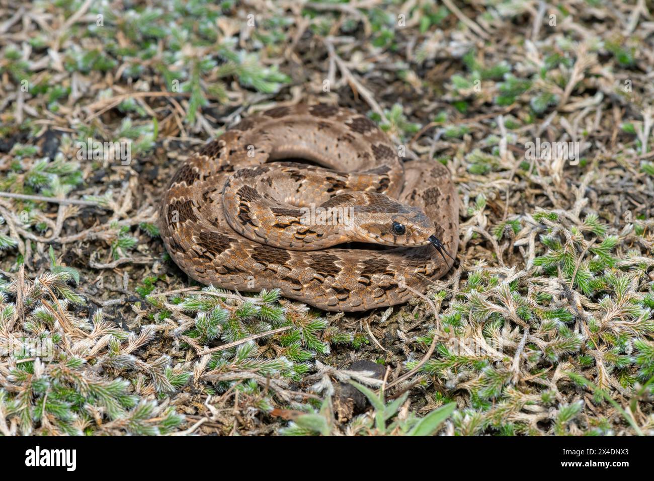 A venomous Rhombic night adder (Causus rhombeatus) in the wild Stock ...