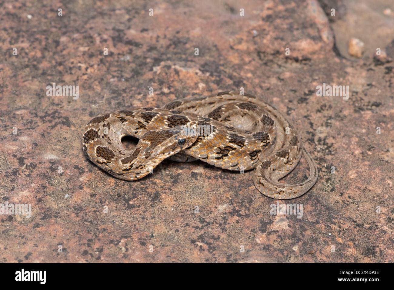 A venomous Rhombic night adder (Causus rhombeatus) in the wild Stock ...