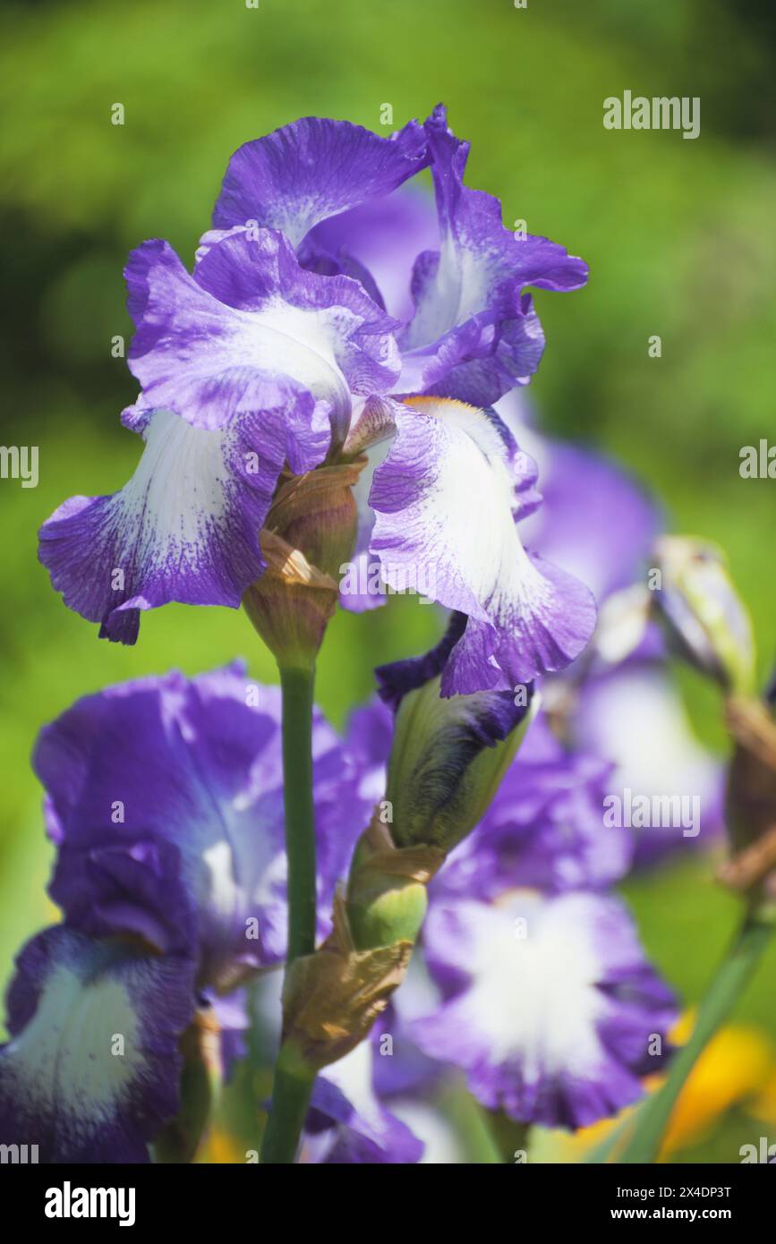 Captivating beauty of iris blossom of ble and white shades to attract ...