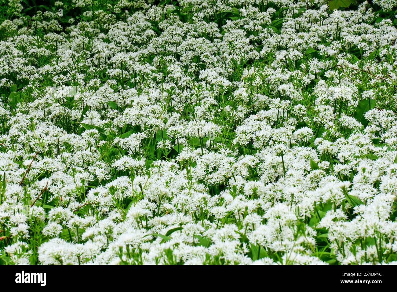 Lamphey wales hi-res stock photography and images - Alamy