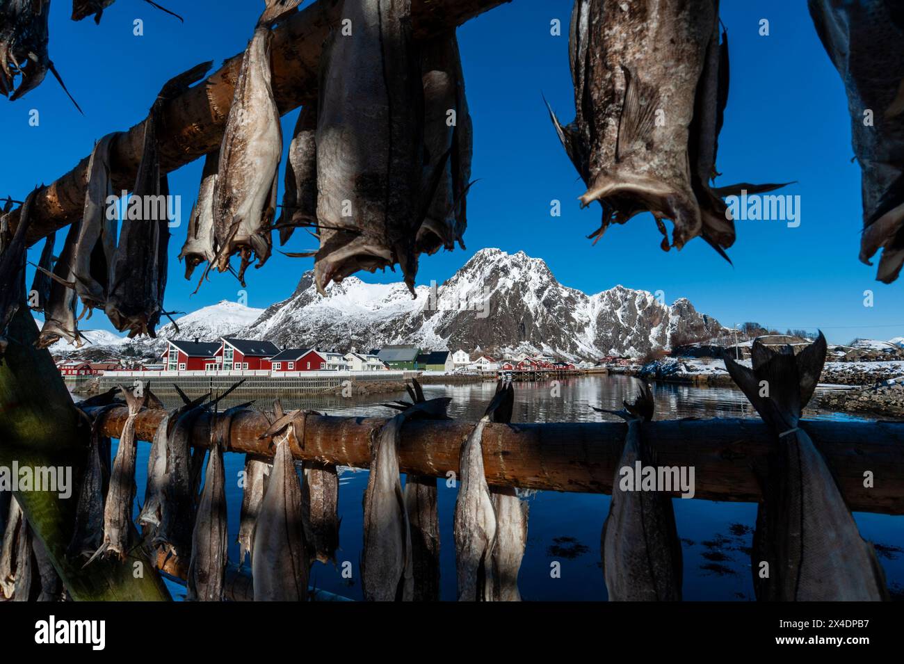 Cod fish on drying racks in the traditional manner. The town of ...