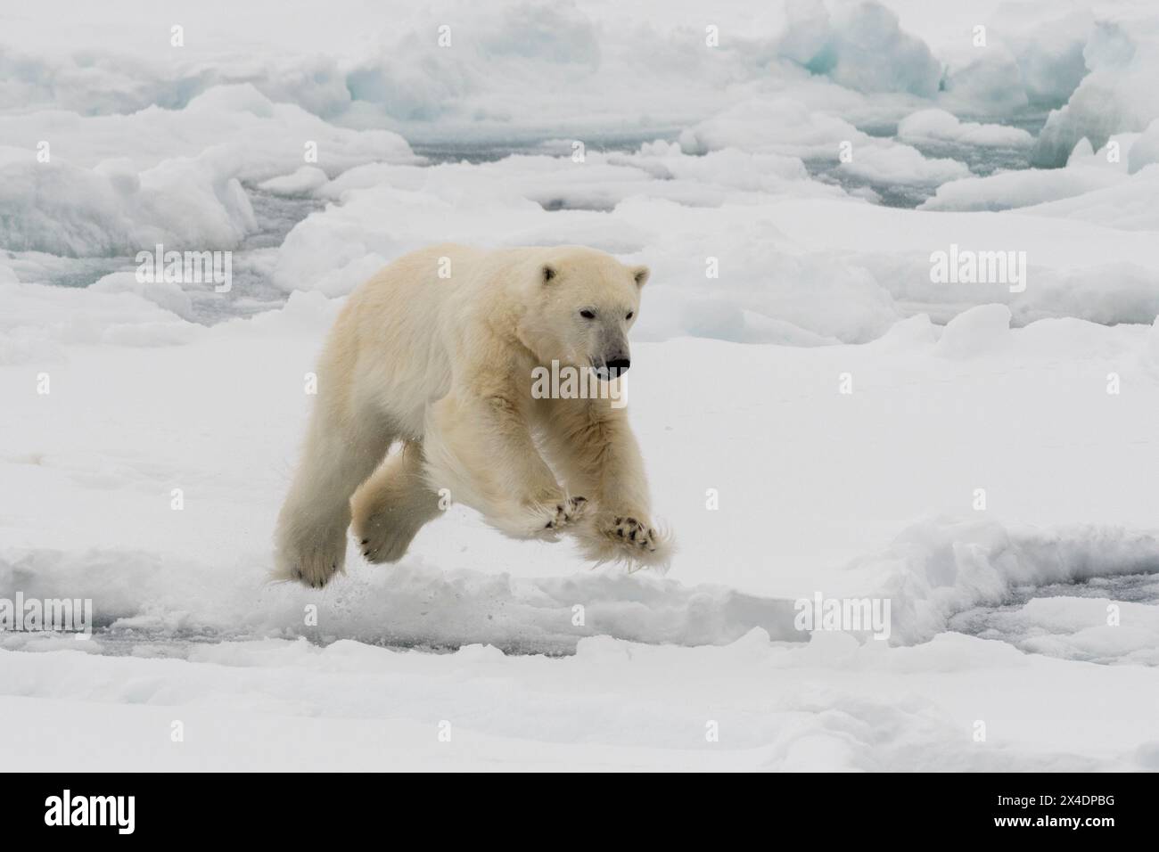 A polar bear, Ursus maritimus, mid-leap. North polar ice cap, Arctic ...