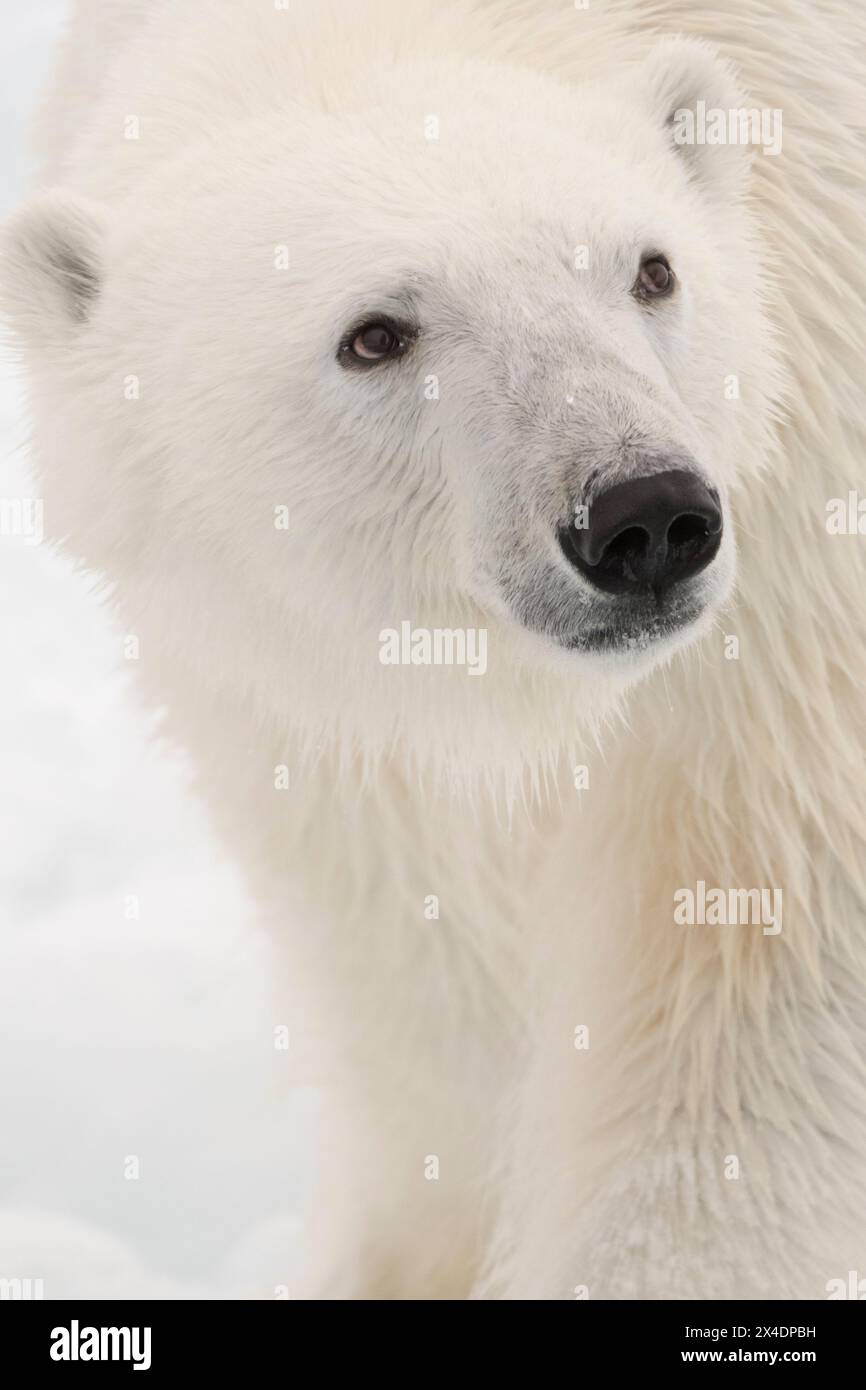 A portrait of a polar bear, Ursus maritimus, on pack ice. North polar ice cap, Arctic Ocean ...