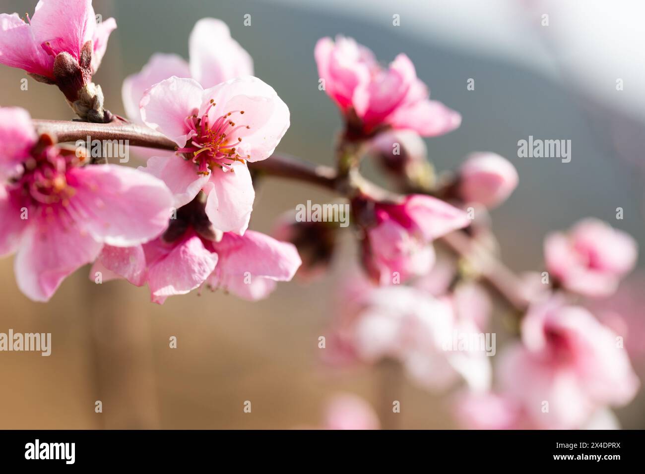 Peach flowering trees in gardens in spring Stock Photo - Alamy