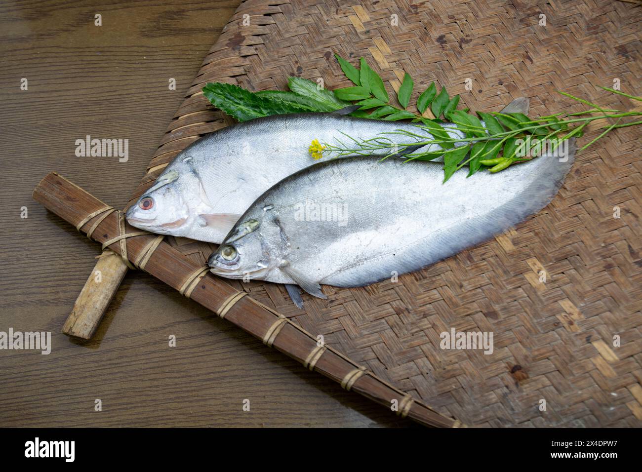 Foli fish or notopterus featherback fish on Bamboo tray with curry ...