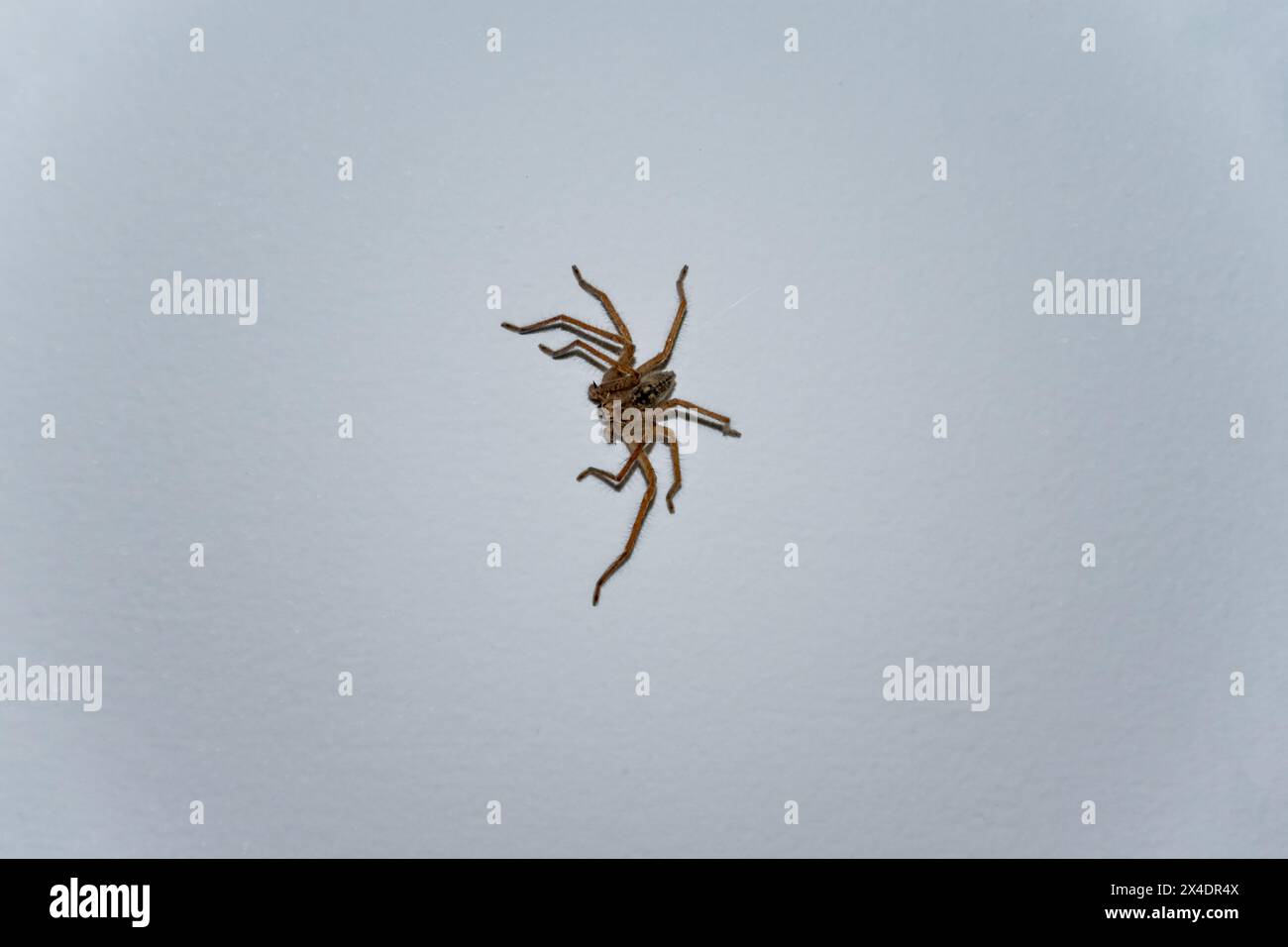 Spider on the ceiling in the night room, arachnophobia is the fear of ...