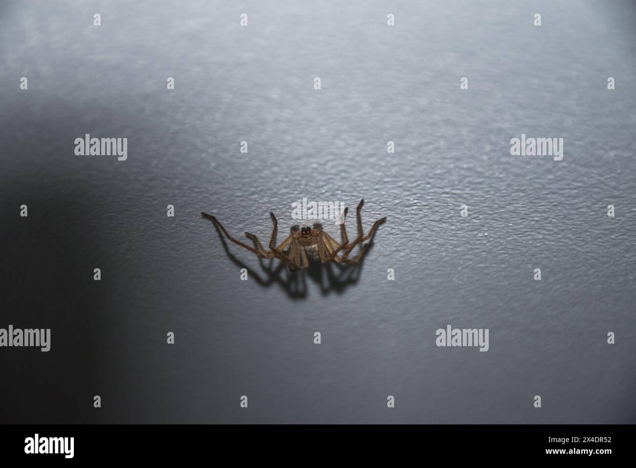 Predator of other spiders hi-res stock photography and images - Alamy
