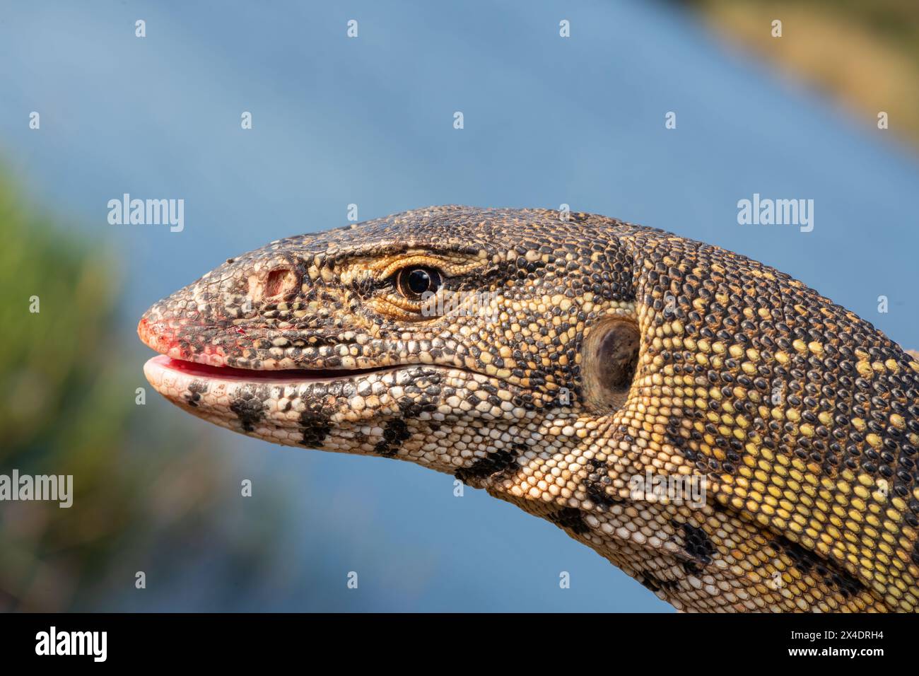 Nile monitor/ water monitor (Varanus niloticus Stock Photo - Alamy