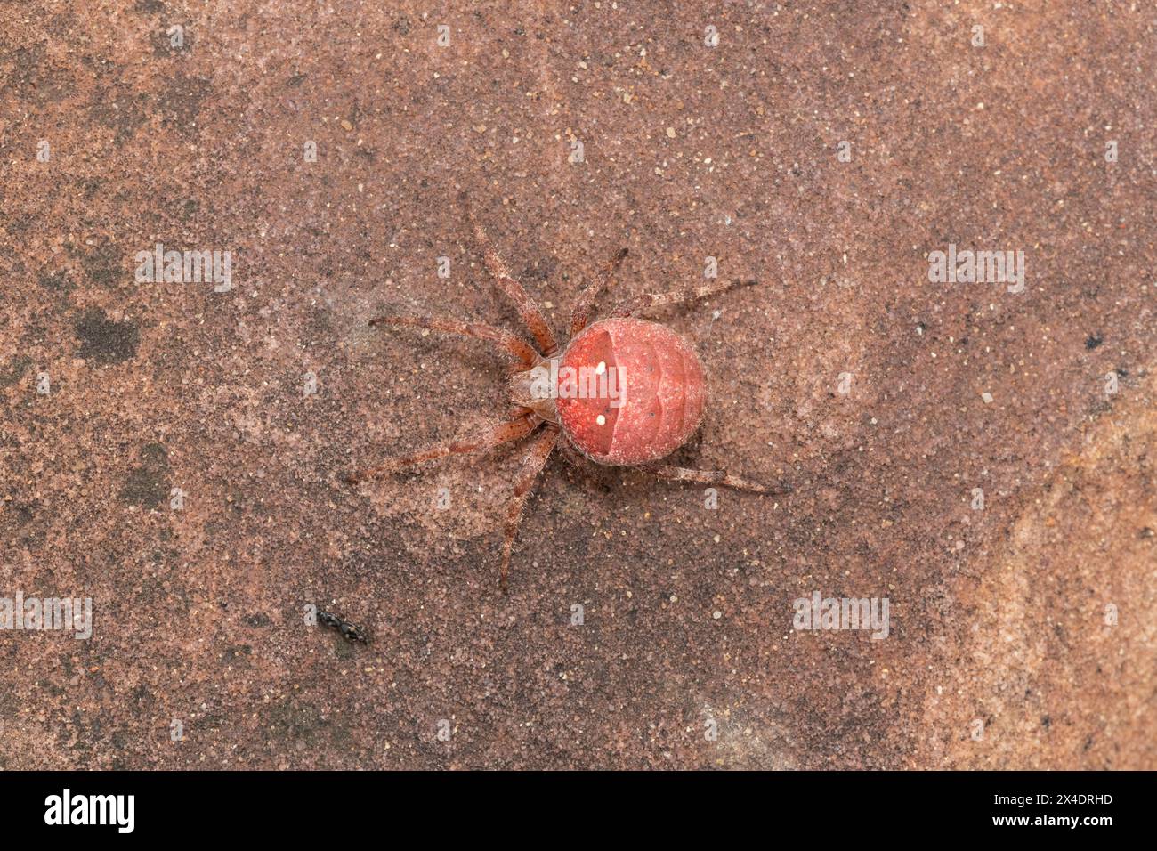 Beautiful Spiky Field Spider (Pararaneus cyrtoscapus) on a rock in a ...