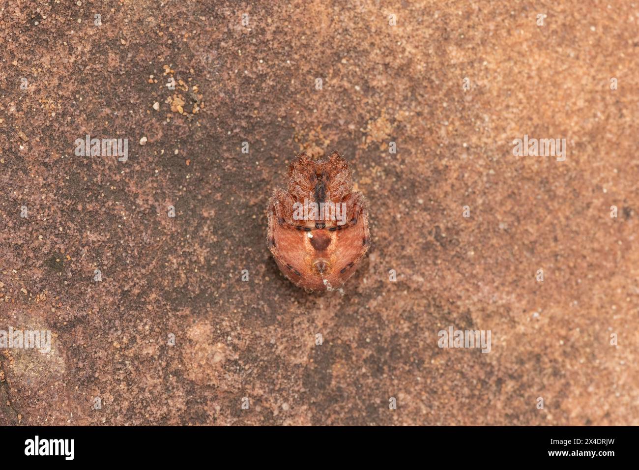 Spiky field spider hi-res stock photography and images - Alamy