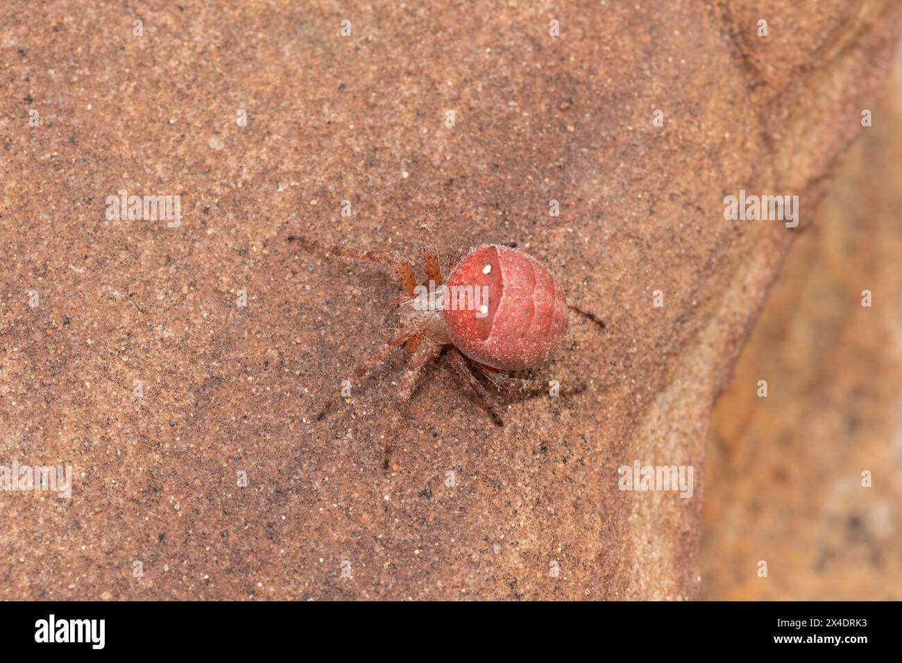 Beautiful Spiky Field Spider (Pararaneus cyrtoscapus) on a rock in a ...