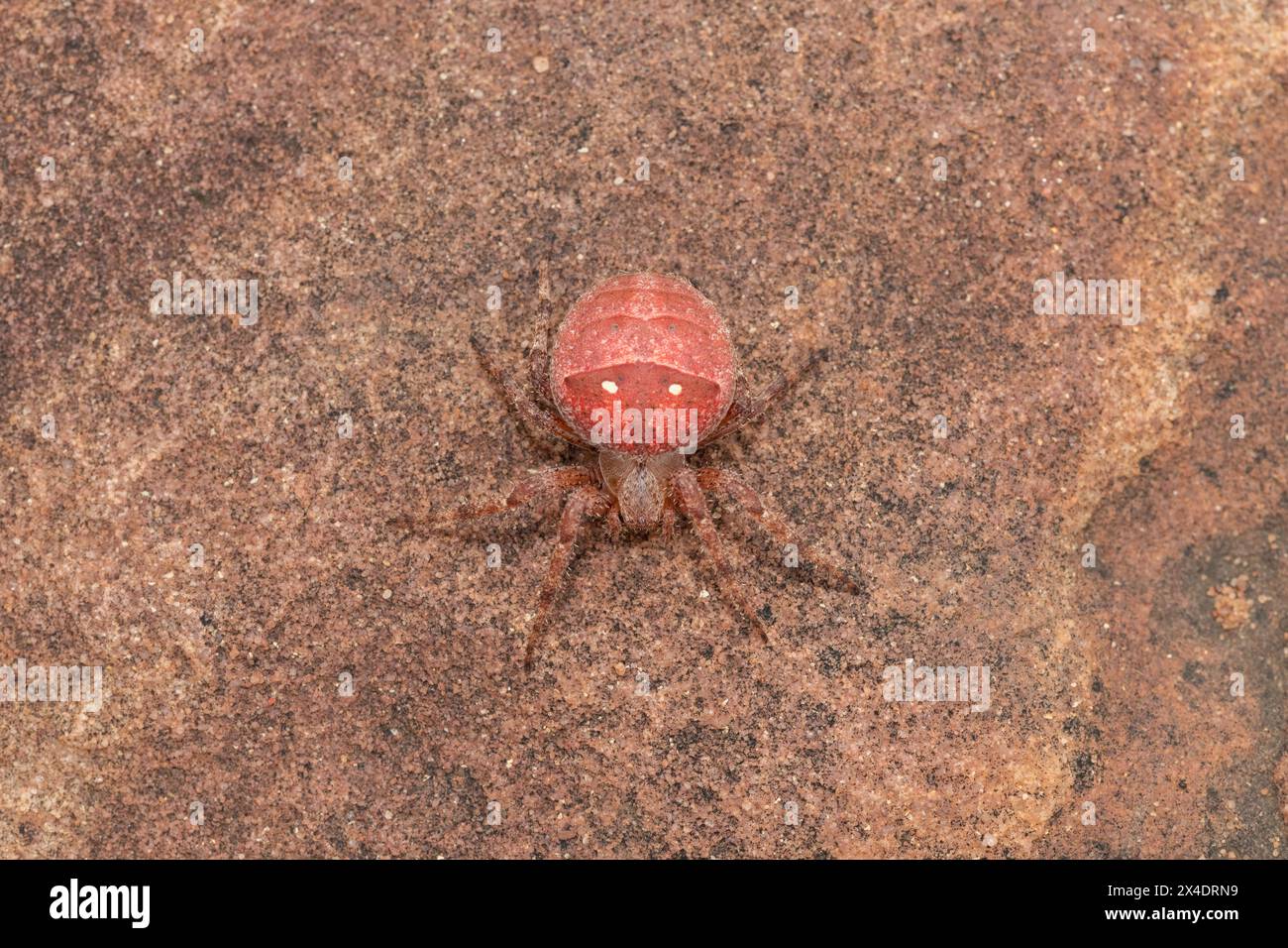 Beautiful Spiky Field Spider (Pararaneus cyrtoscapus) on a rock in a ...