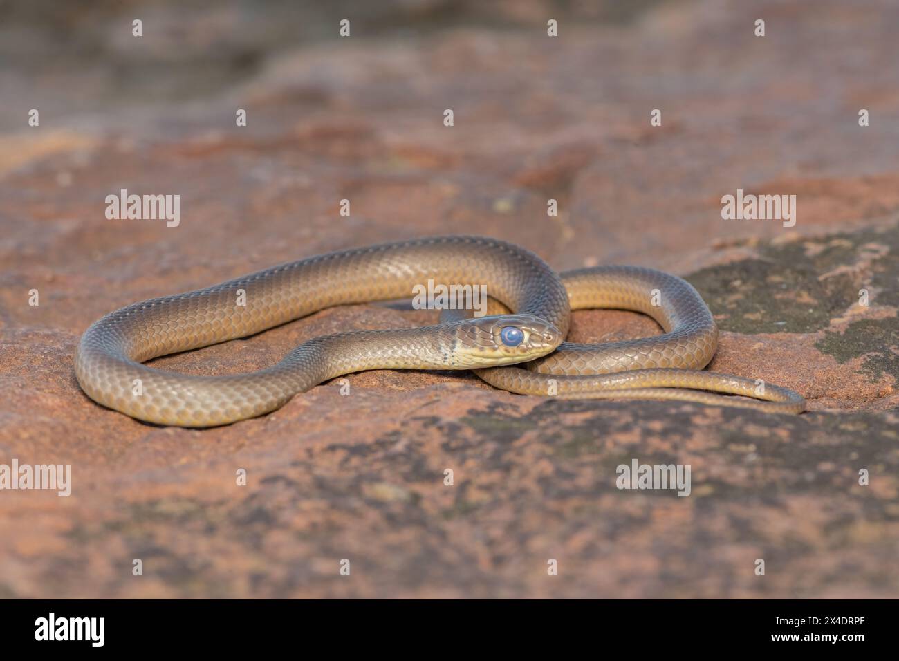 Short-snouted Grass Snake (Psammophis brevirostris) about to shed its ...
