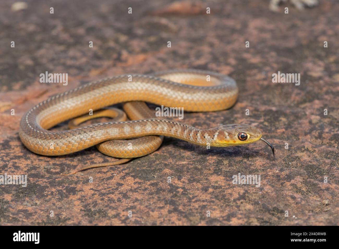 Close-up of a beautiful Short-snouted Grass Snake (Psammophis ...