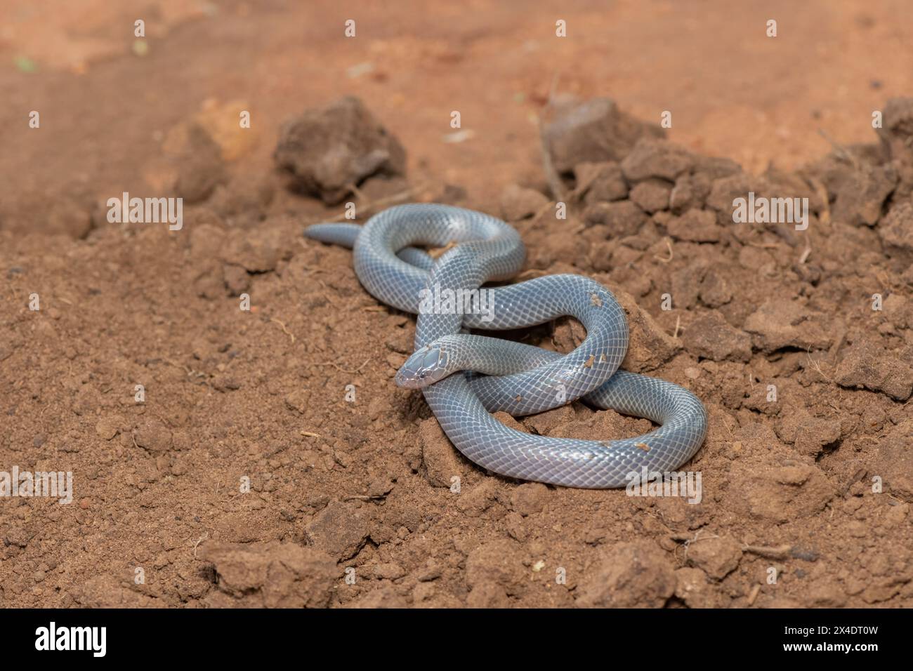 Mole adder hi-res stock photography and images - Alamy